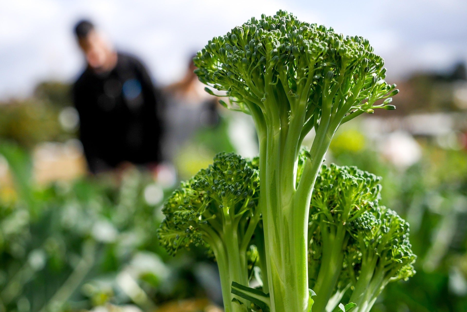 How to Grow Broccoli in a Greenhouse: A Step-by-Step Guide for Gardene ...