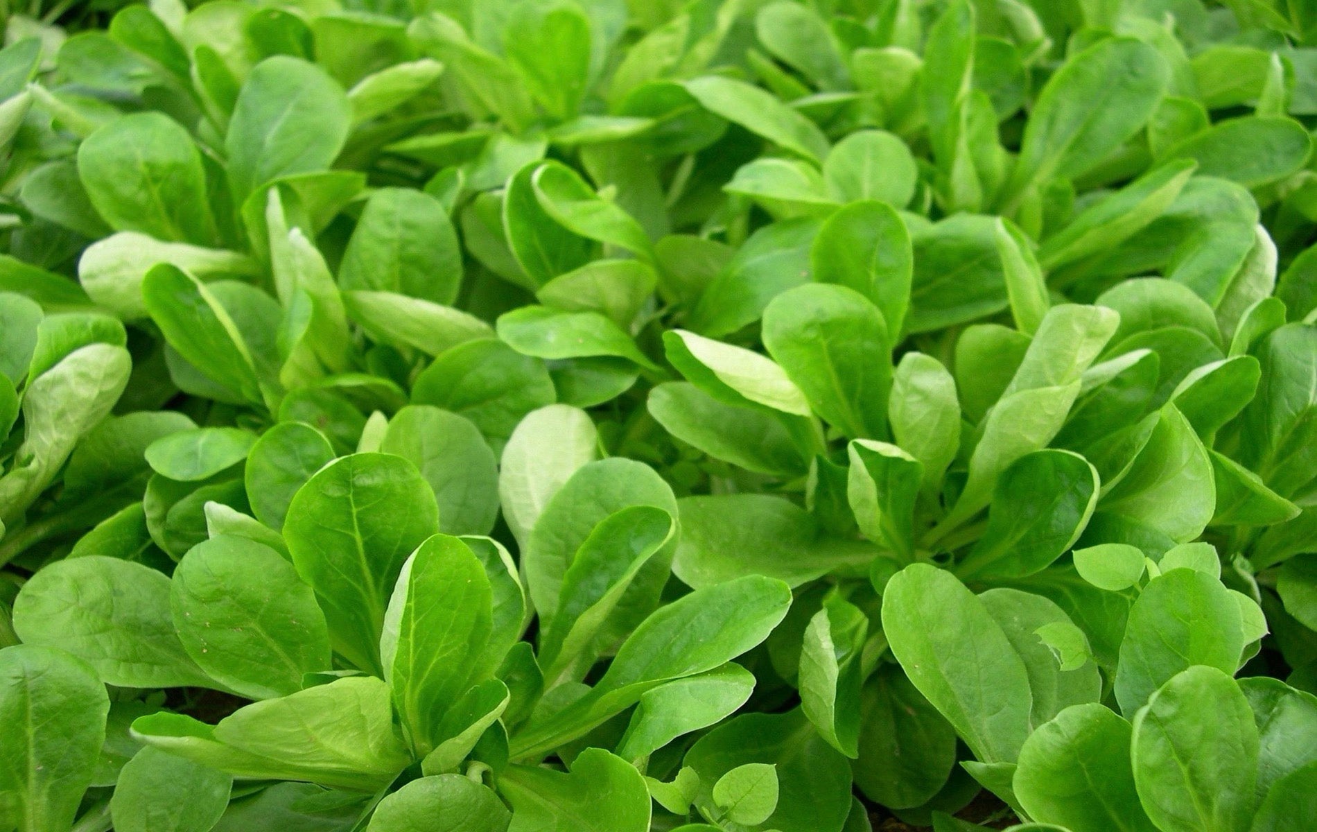 How to Grow Mache in a Greenhouse – MyGreenhouseStore.com