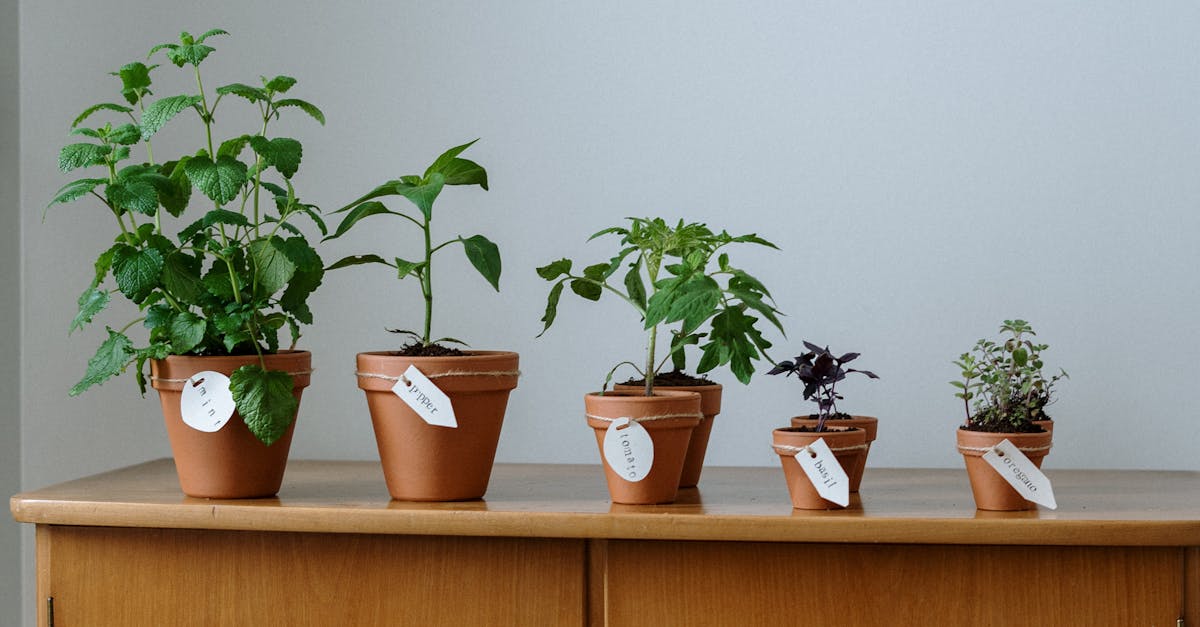 Best Fall Herbs to Grow Indoors: A Gardener’s Top 10 List ...